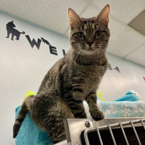 Addie – Feral Feline Friends of East Tennessee