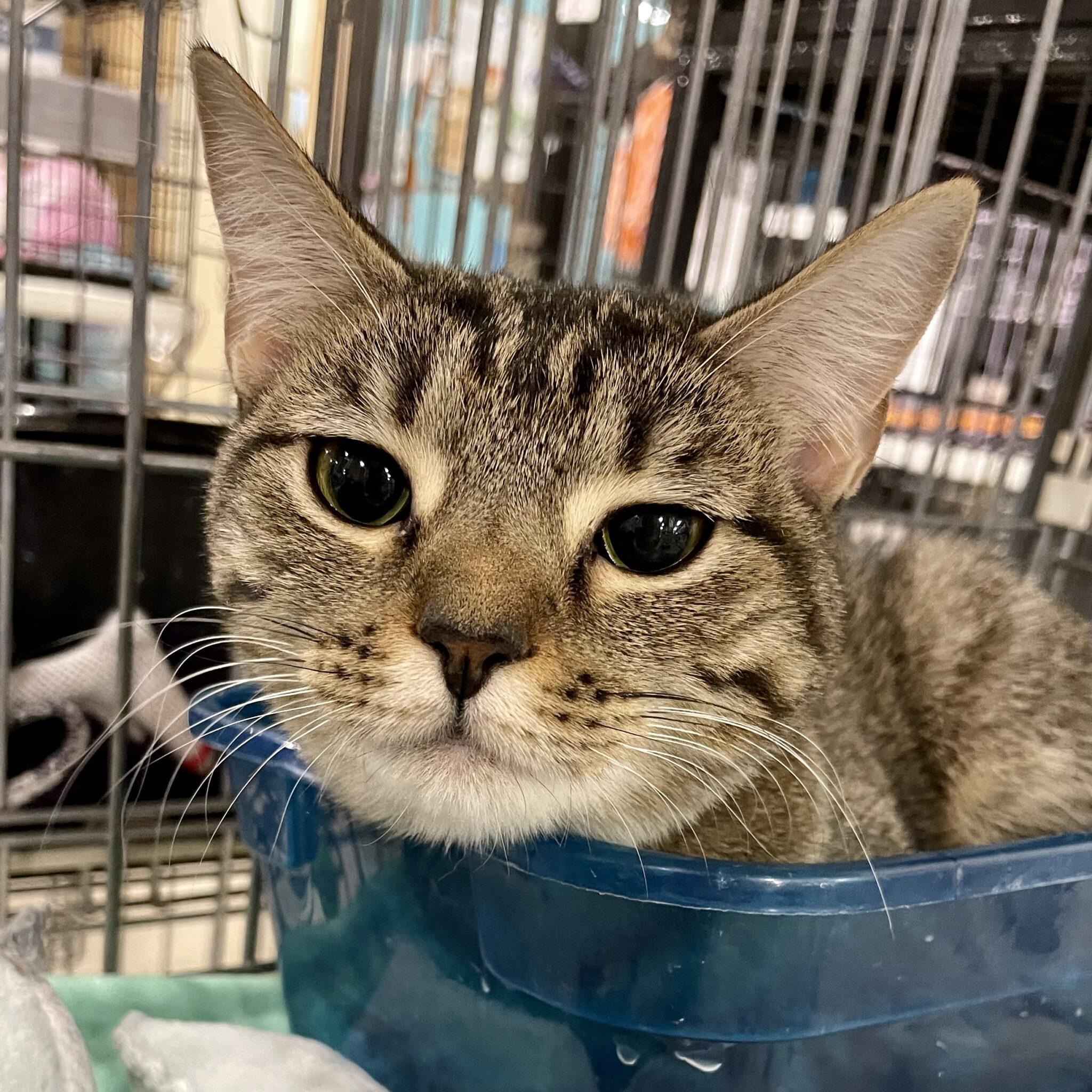 Available Cats – Feral Feline Friends of East Tennessee