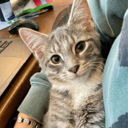 Forever Foster Cats – Feral Feline Friends of East Tennessee