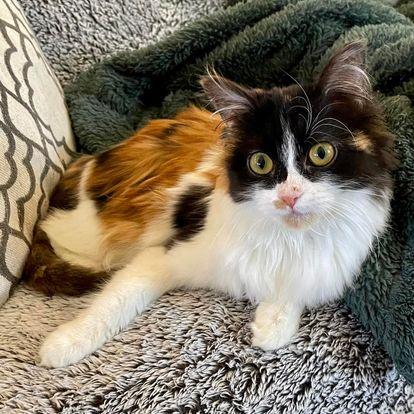 Contact – Feral Feline Friends of East Tennessee