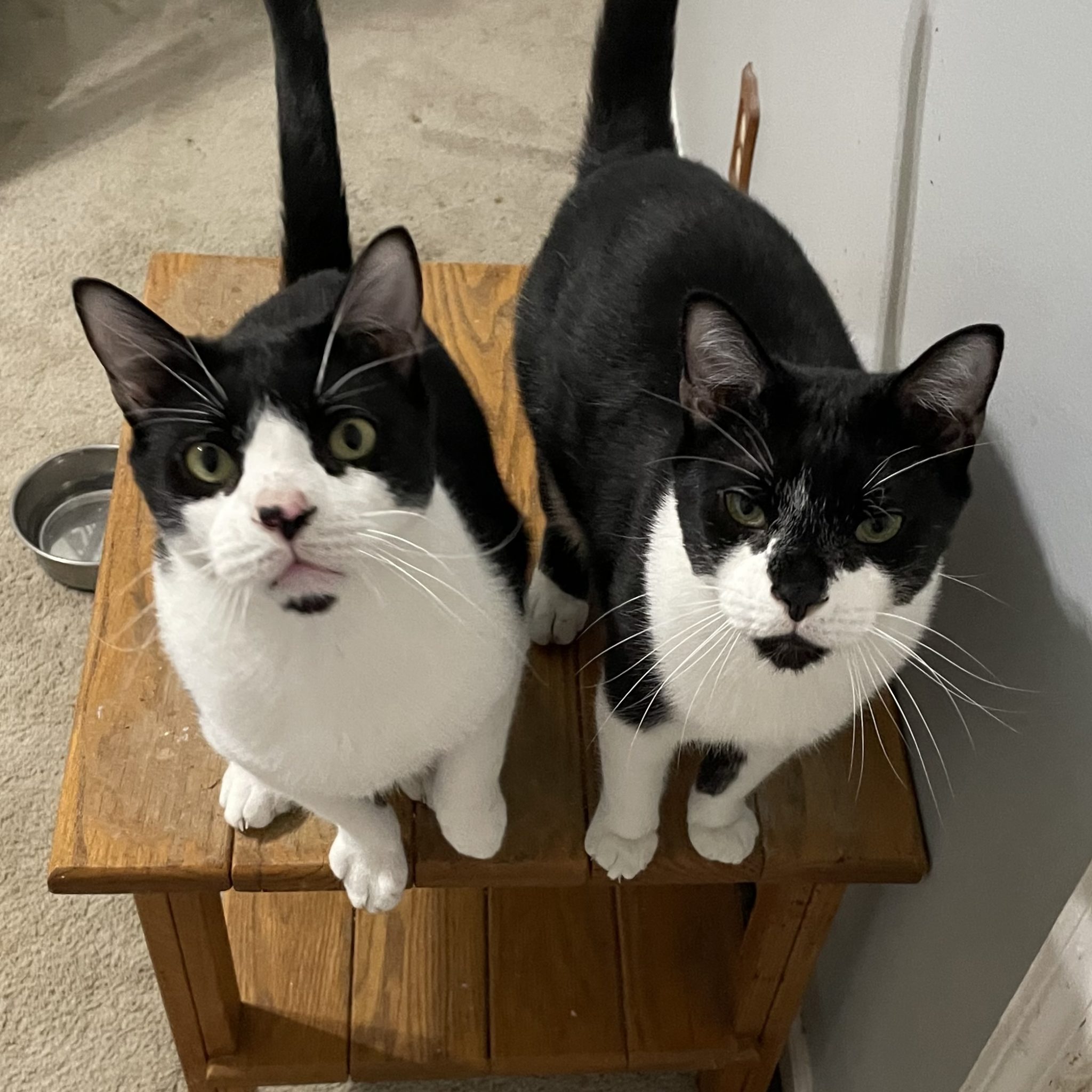 Available Cats – Feral Feline Friends of East Tennessee