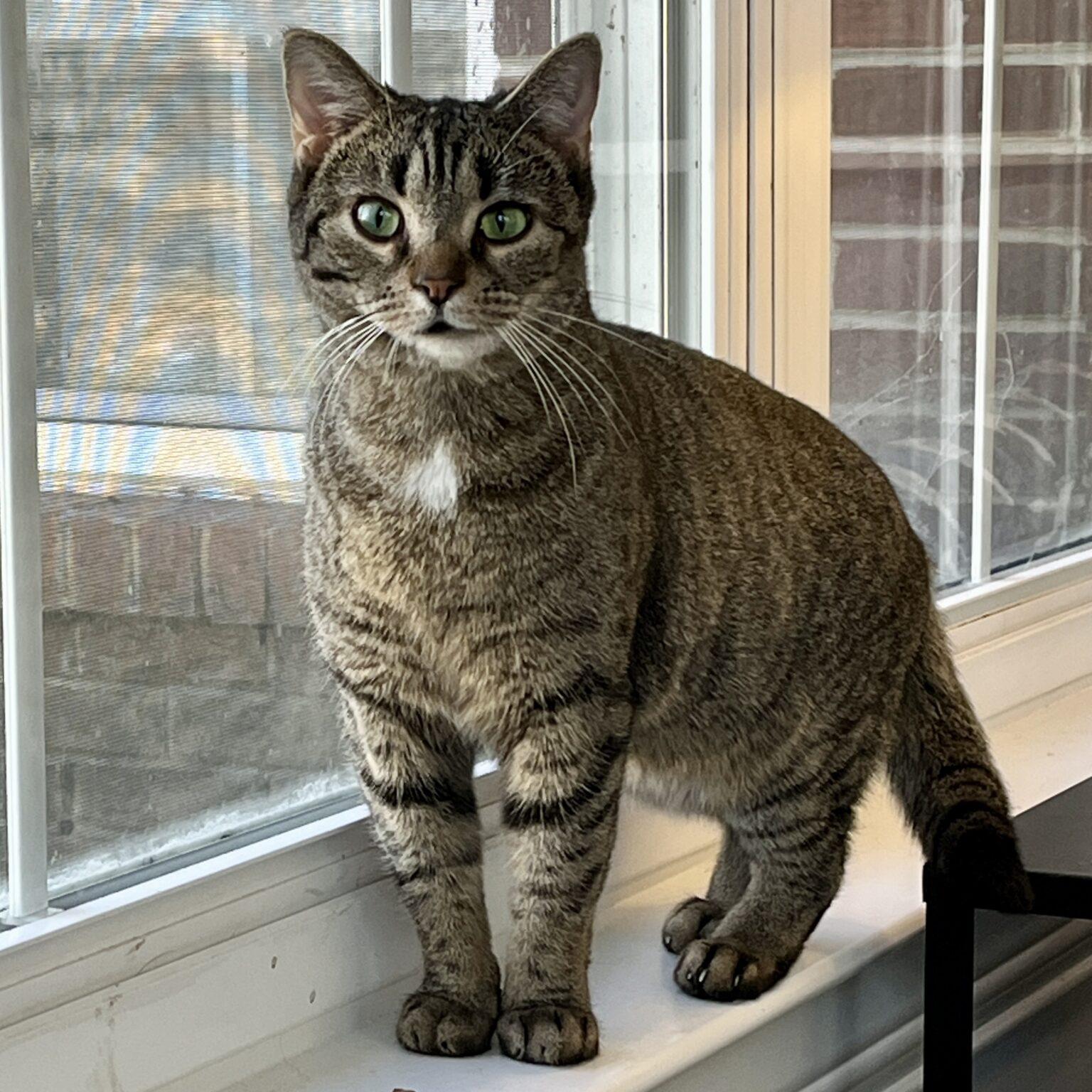 Feral Feline Friends of East Tennessee – Wanting to help the unwanted.