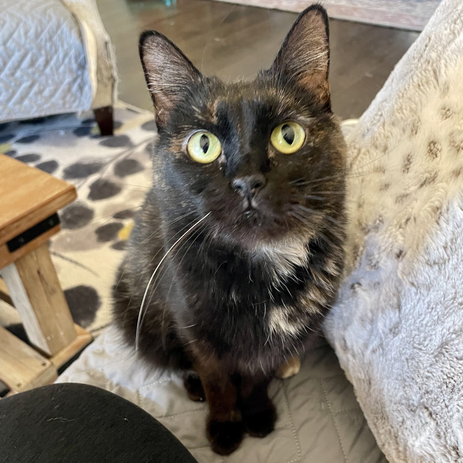 Happy Tails Cats – Feral Feline Friends of East Tennessee