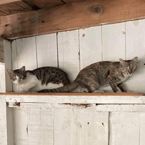 Barn Cat Program – Feral Feline Friends of East Tennessee