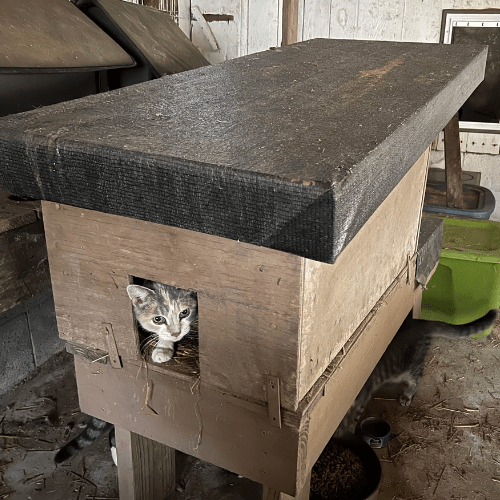 Barn Cat Program – Feral Feline Friends of East Tennessee