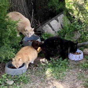 About Us – Feral Feline Friends of East Tennessee