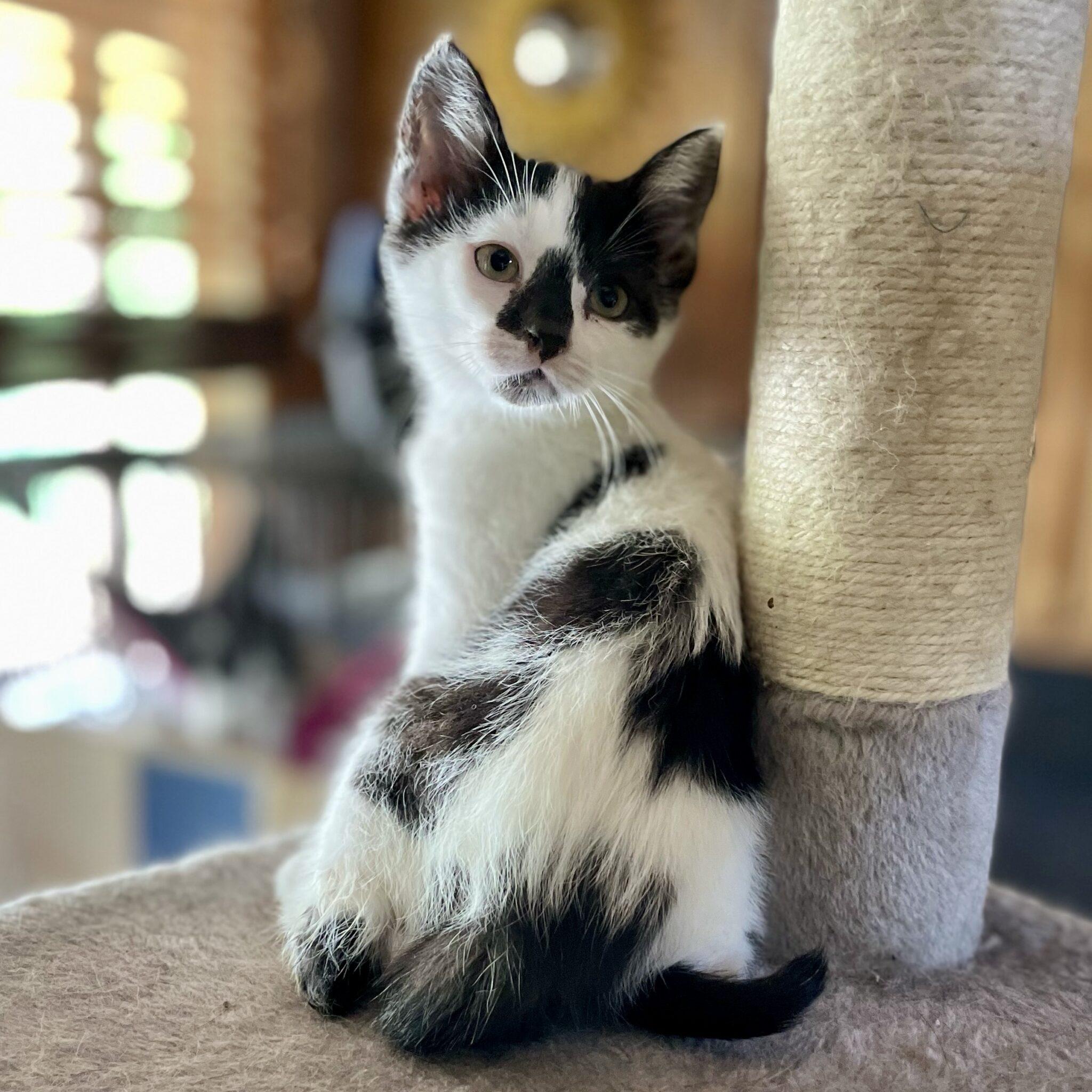 Available Cats – Feral Feline Friends of East Tennessee