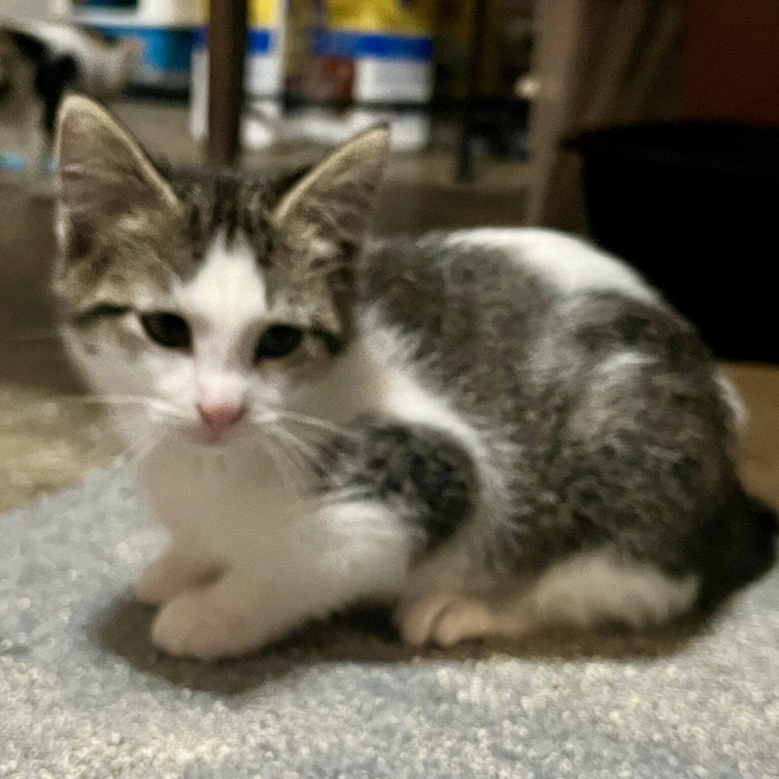 Available Cats – Feral Feline Friends of East Tennessee