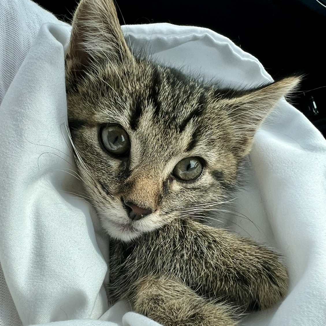 Available Cats – Feral Feline Friends of East Tennessee