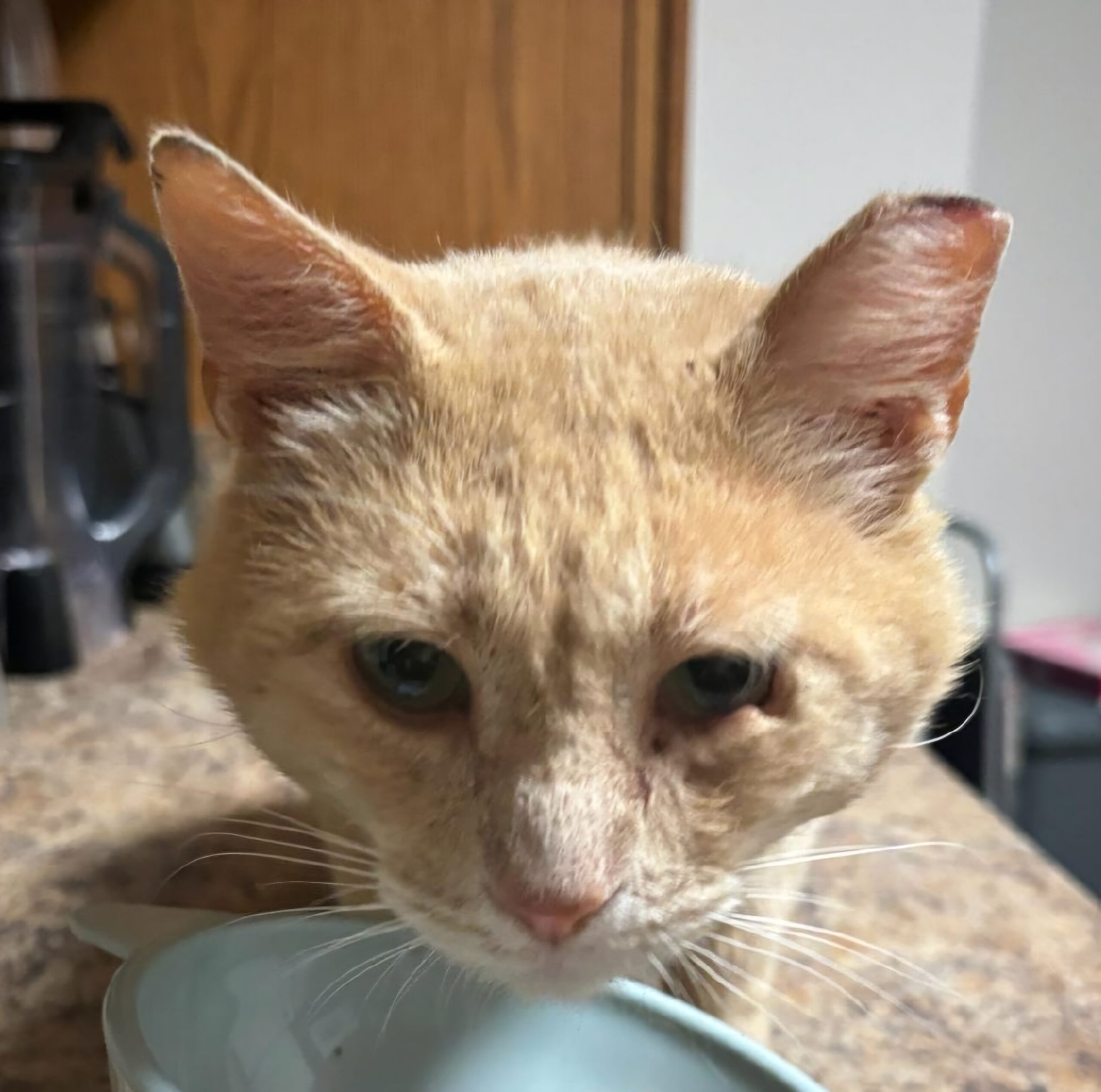 Tereso – Feral Feline Friends of East Tennessee