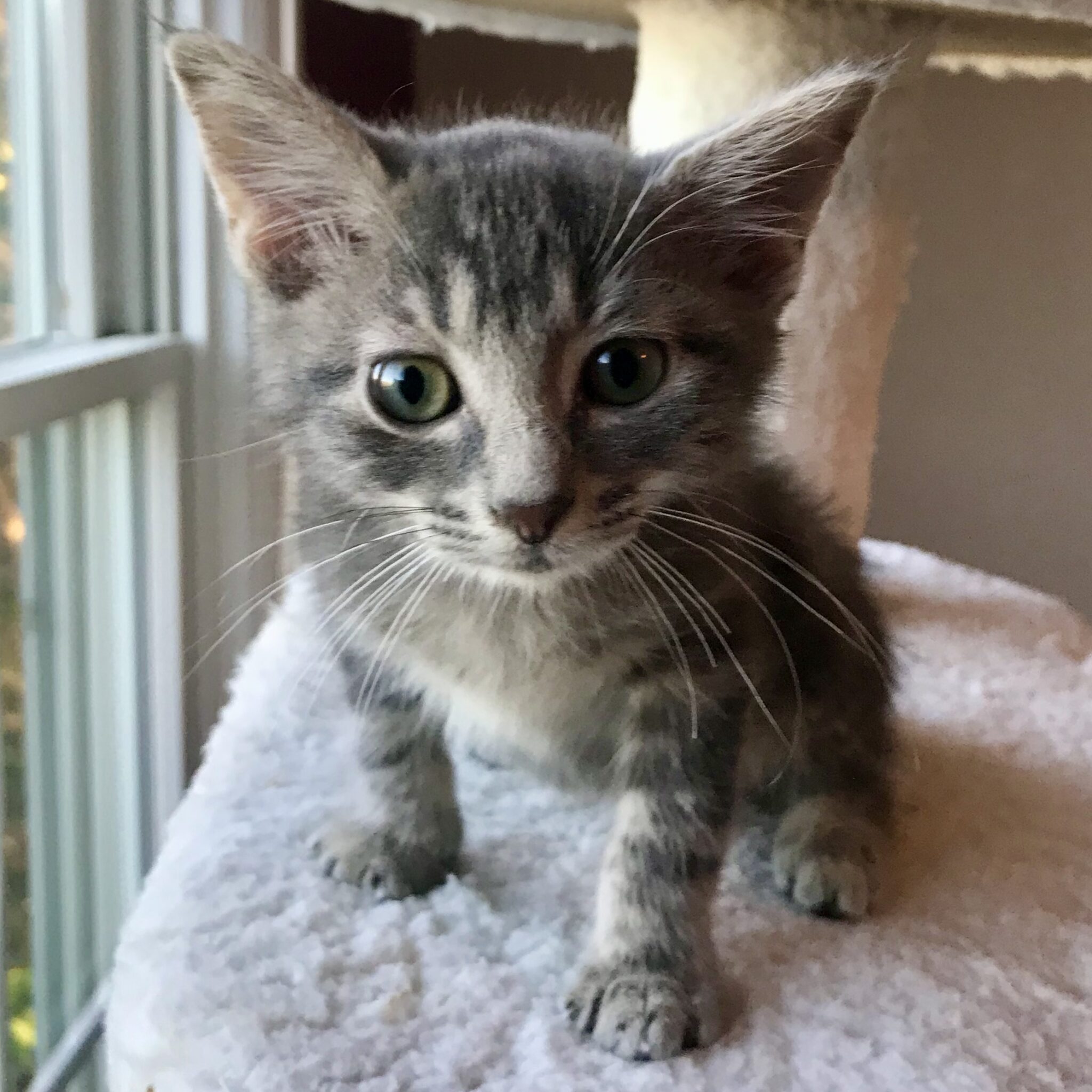 Available Cats – Feral Feline Friends of East Tennessee