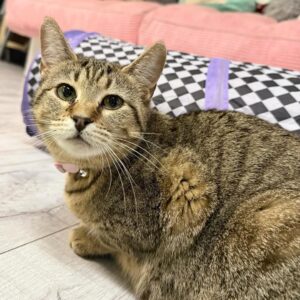 Available Cats – Feral Feline Friends of East Tennessee