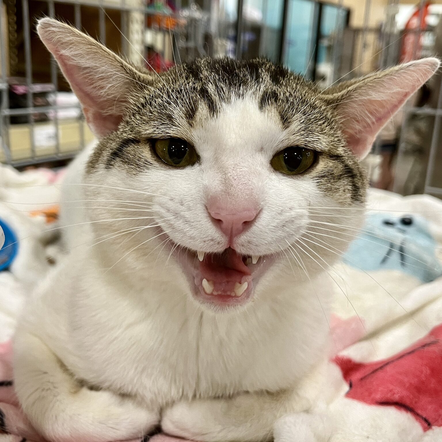 Available Cats – Feral Feline Friends of East Tennessee