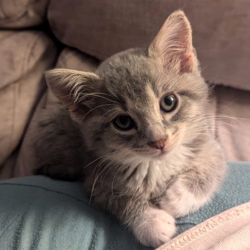 Clark Gable – Feral Feline Friends of East Tennessee